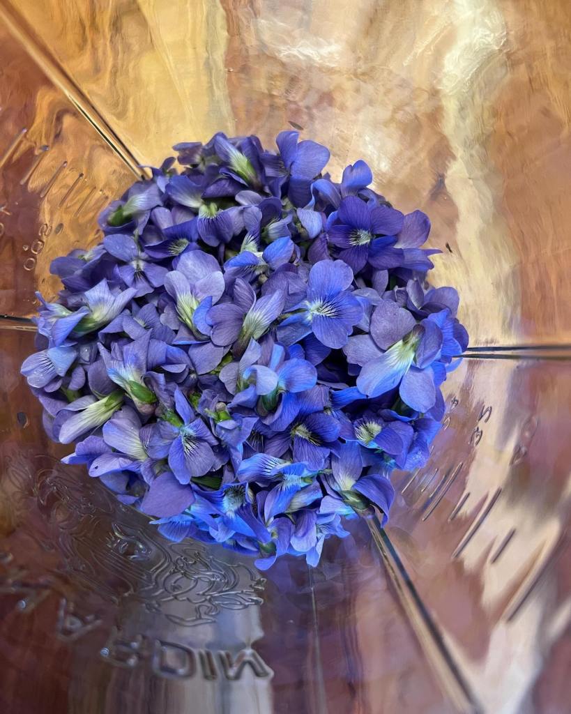 North American Wild Violet and Wild Violet Jelly Recipe - Why We Hunt