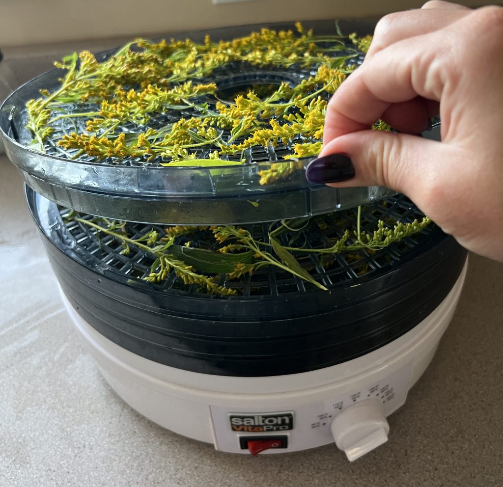 Harvesting and Using North America’s Goldenrod - Why We Hunt