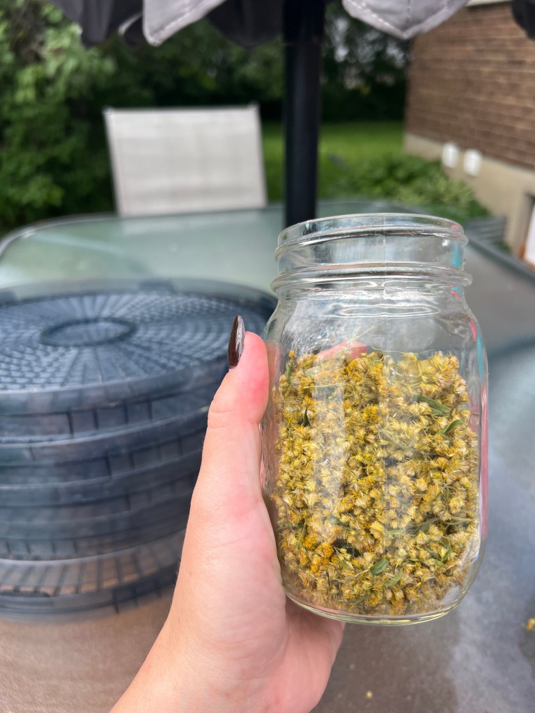 Harvesting and Using North America’s Goldenrod - Why We Hunt