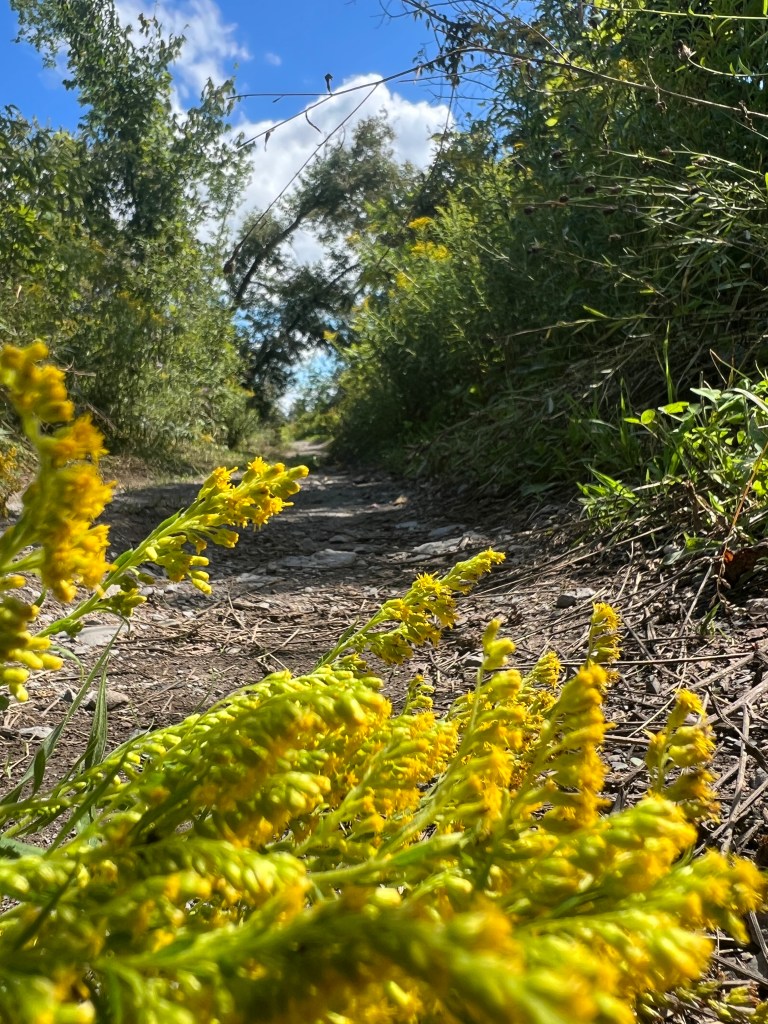 Harvesting and Using North America’s Goldenrod - Why We Hunt