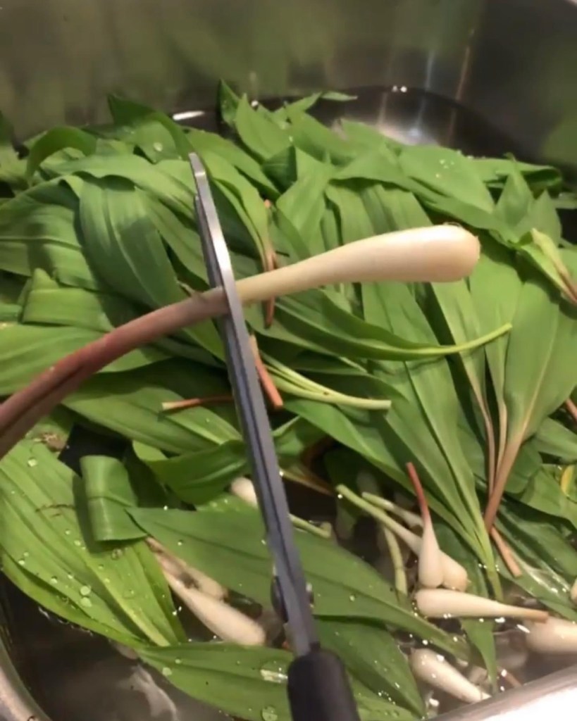 Foraging Wild Leeks and Making Savoury Pickled Leeks - Why We Hunt